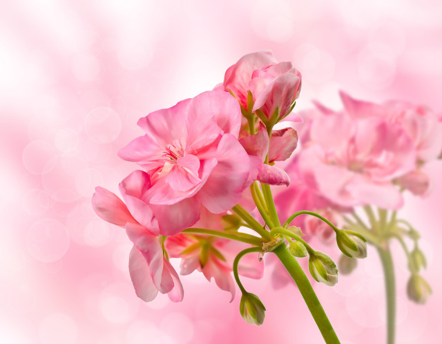 Prose: The rain in the dream of geranium‖Geranium pictures to share - iNEWS