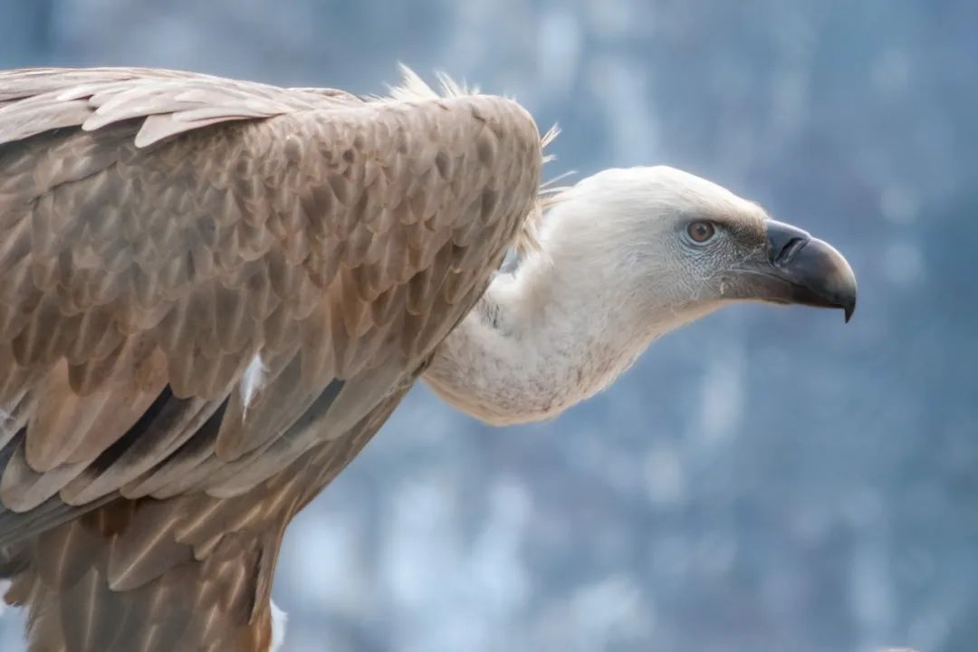 Why is the "king of carrion" vultures bald? - iNEWS
