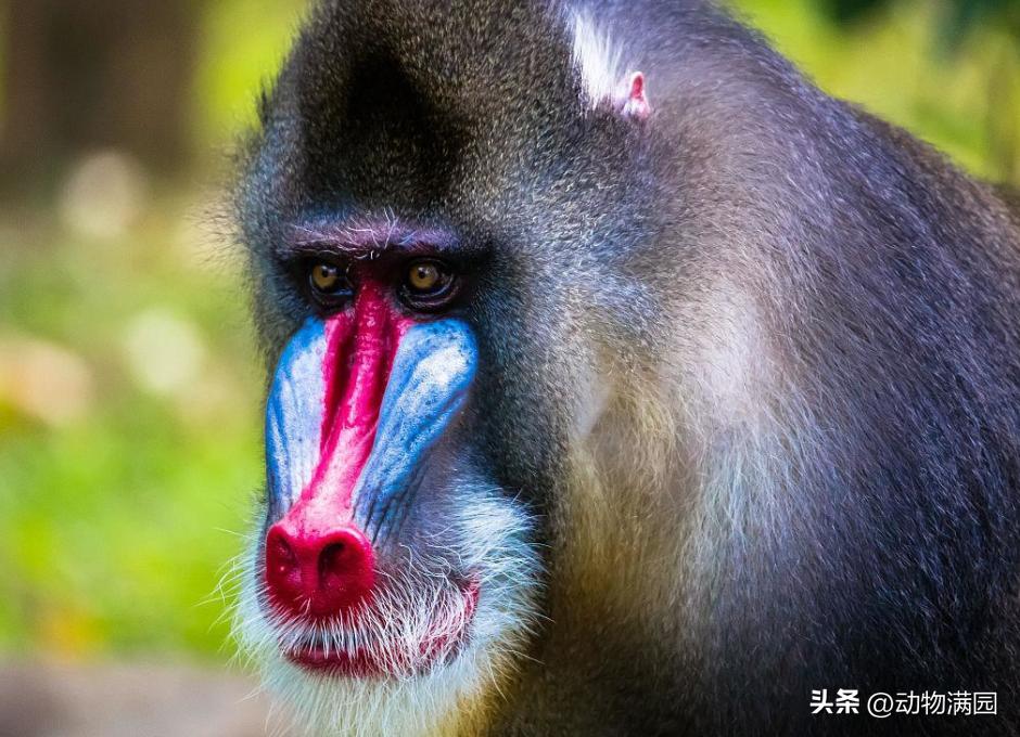 Species Encyclopedia: Mandrill - iNEWS