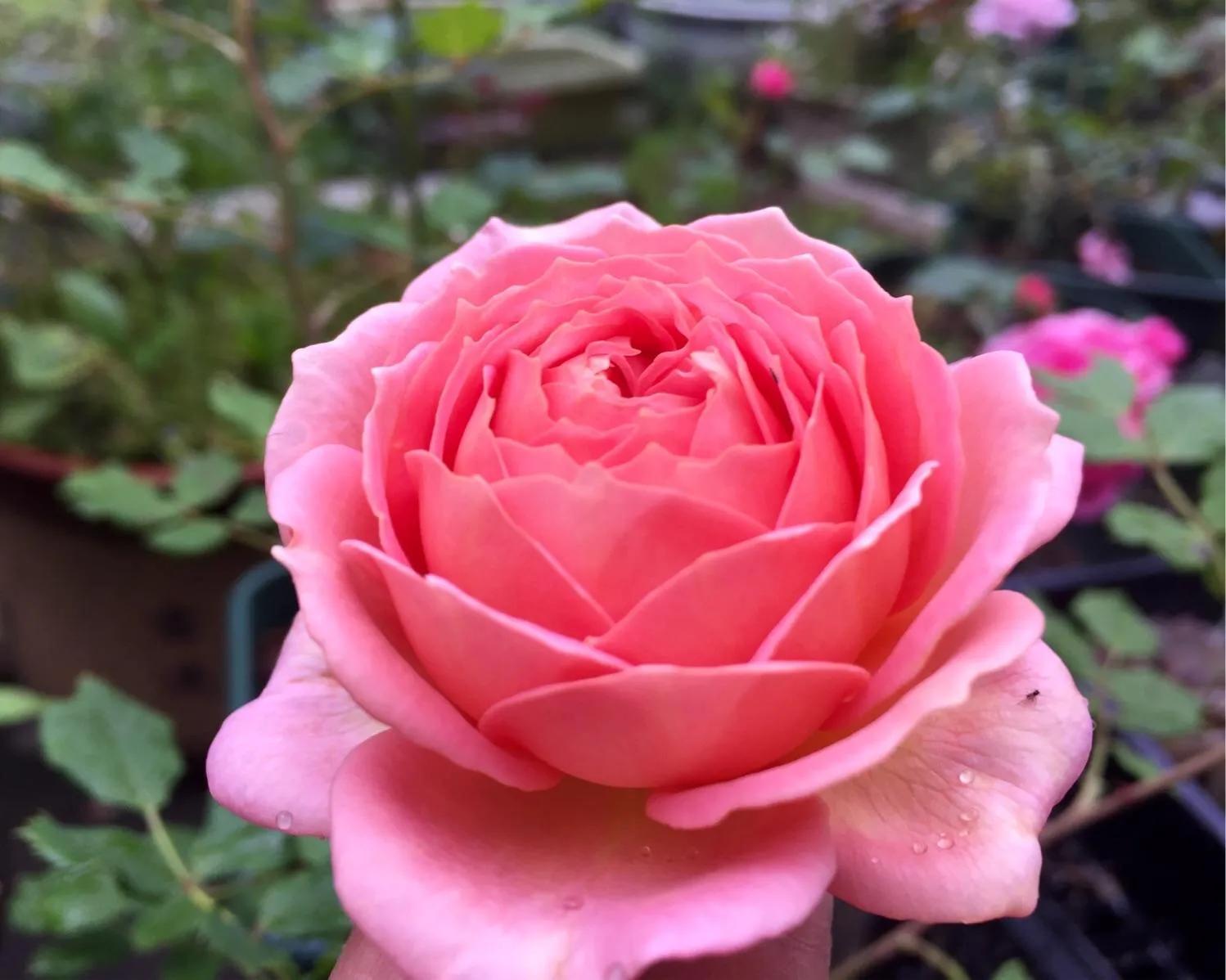Beautiful and fragrant silver jubilee rose - iNEWS