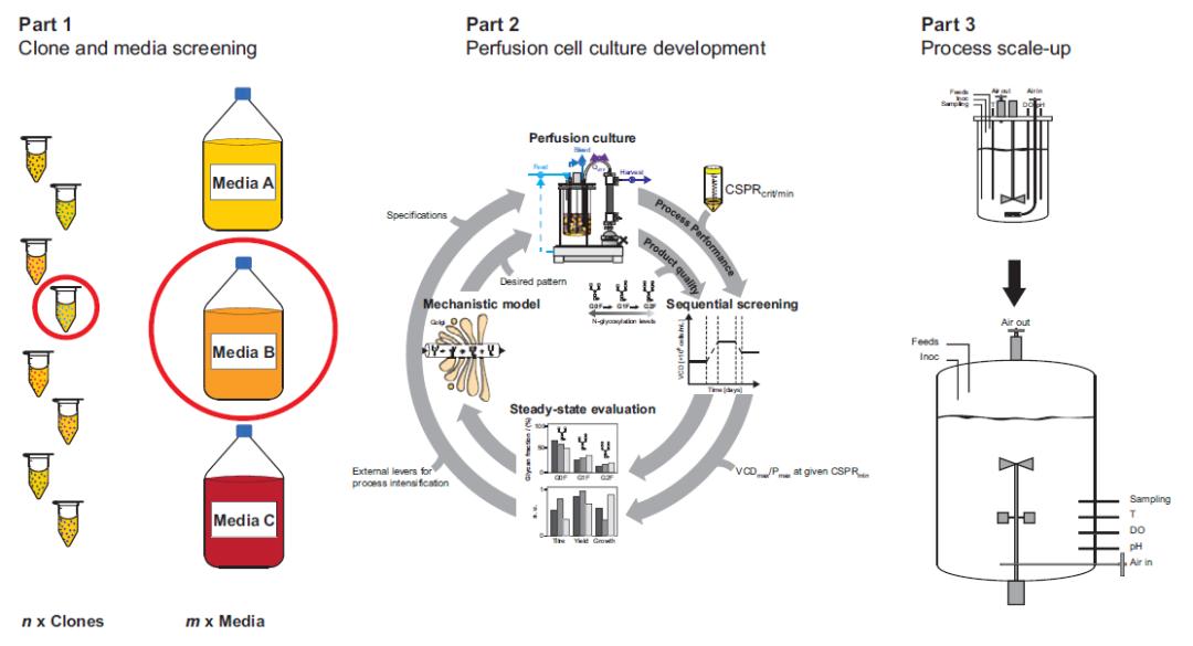 Cloning and media selection for perfusion process - iNEWS