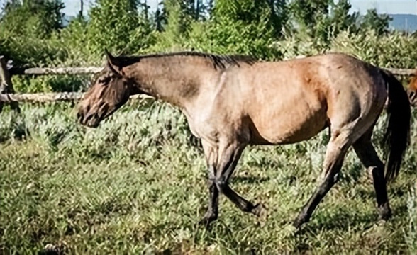 Predation in Animals: A Review of Behavior, Evolution and Ecology - iNEWS