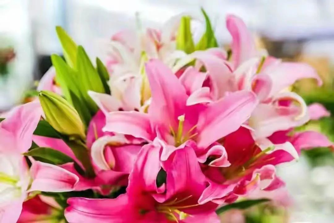 A successful example of the "Lily+" model: China Lily Expo Park (5 ...