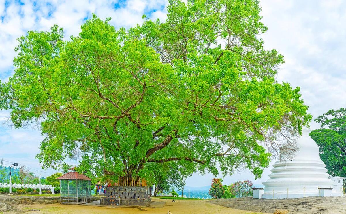 Bodhi Tree Trivia - iNEWS