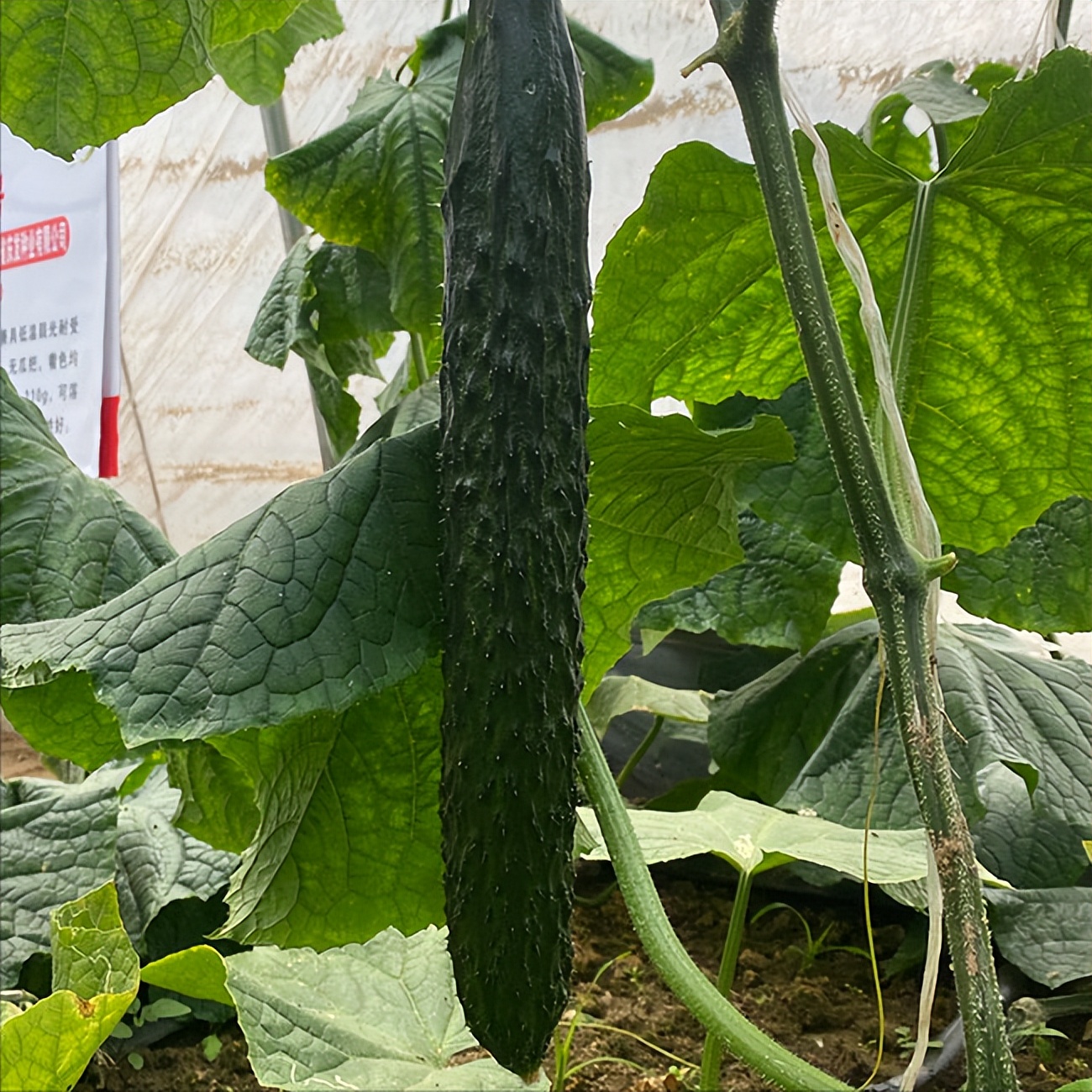 Autumn cucumbers are still too late to plant!These two delicious and ...