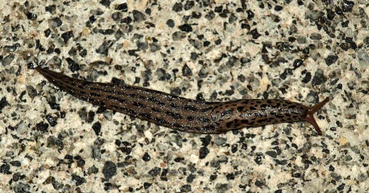 Cows don't have hands, what should they do if they are attacked by ...