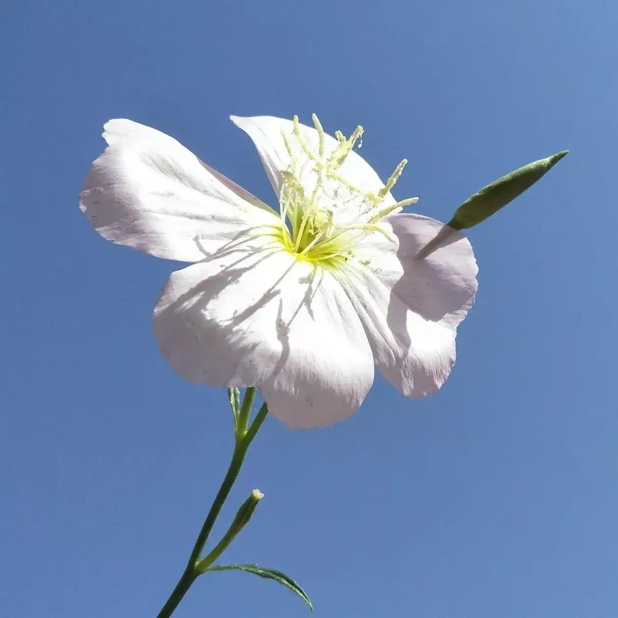 Li Shangyin: A poem of falling flowers is full of sadness, heartbroken ...