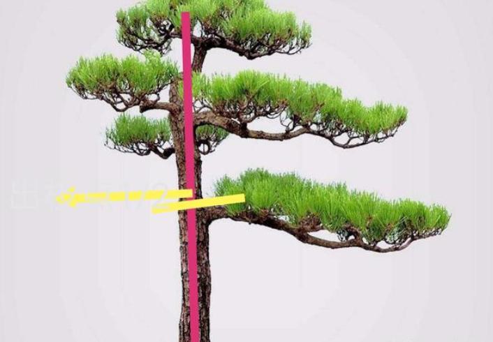 How to make a welcoming pine bonsai?You must know these 5 points - iNEWS