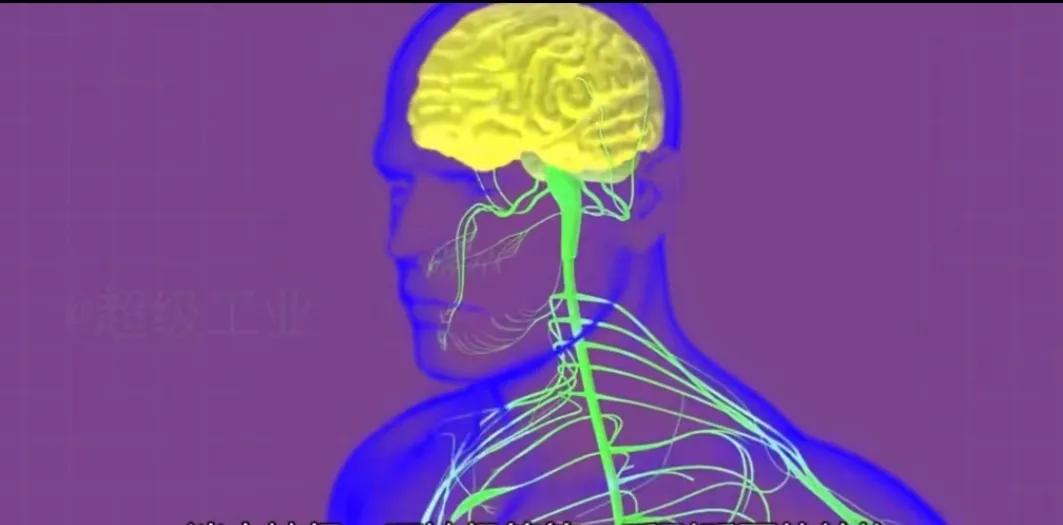 The world's first head transplant surgery!Are you still you after a ...