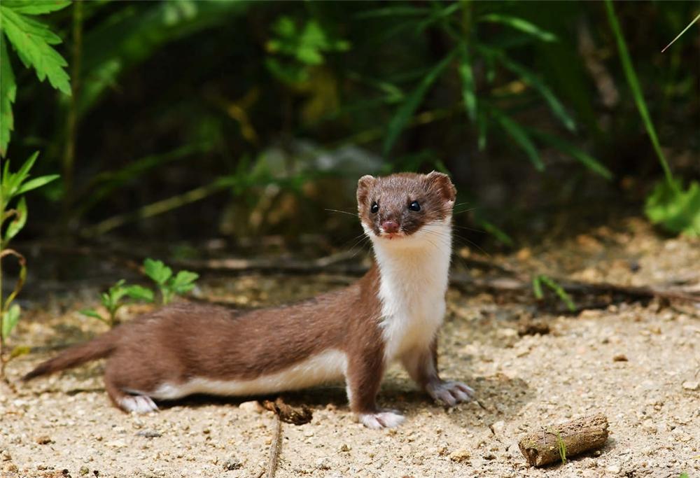The weasel catches more than 3,000 rats a year, and can kill prey ten ...