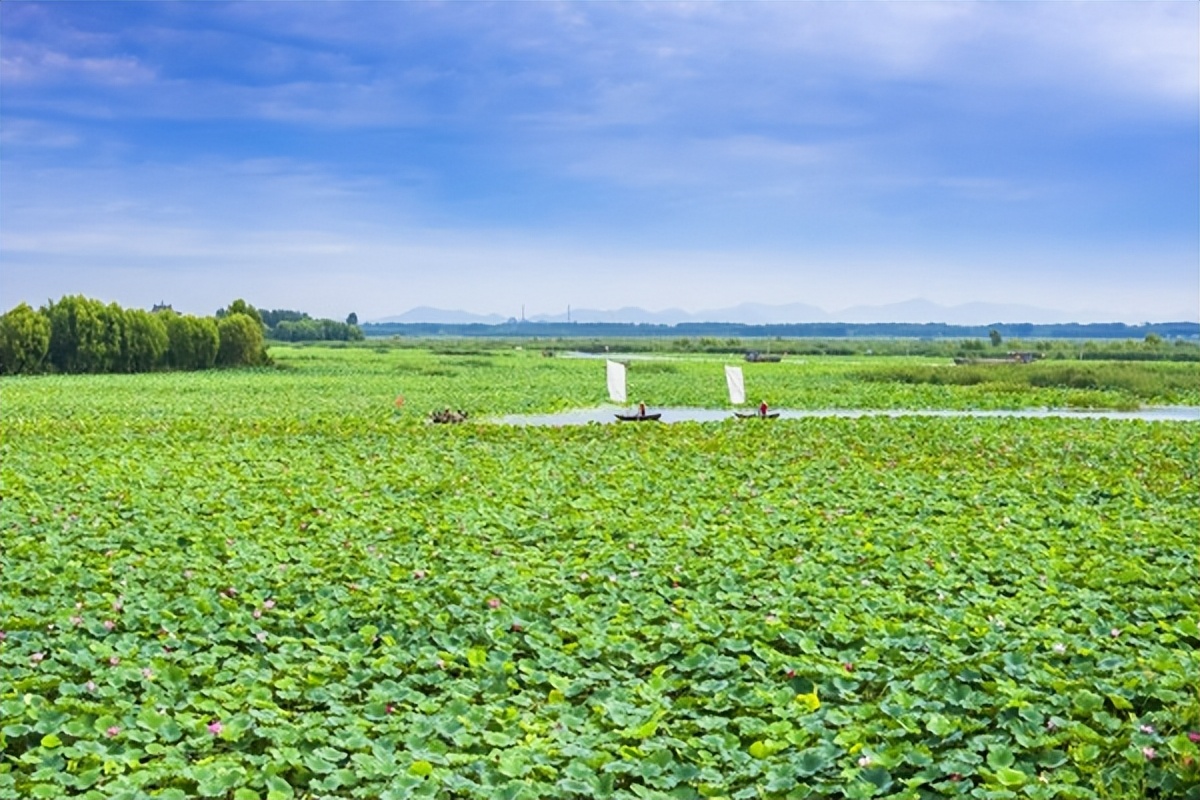 Lotus Leaf Spreading the Water Surface Touring Weishan Lake - iMedia