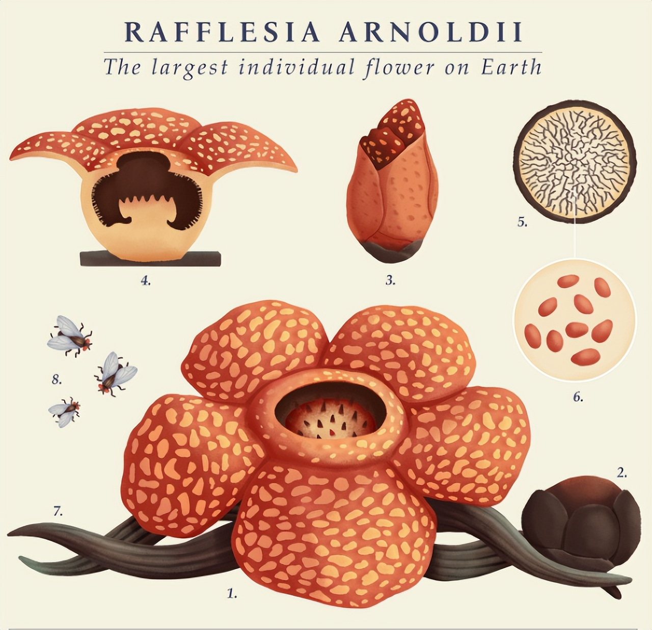 The largest flower in the world - Rafflesia: 1 meter in diameter and 11 ...