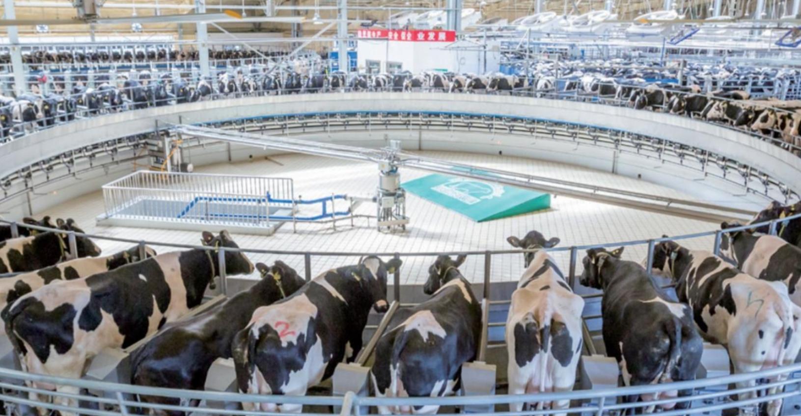 Is Feihe milk powder good?How much do you know about Feihe milk powder ...