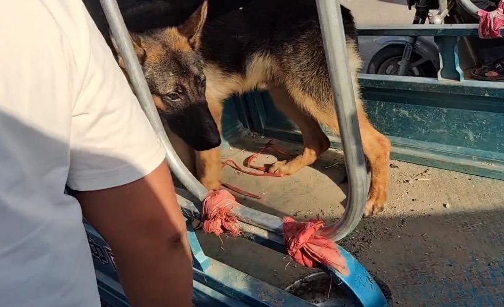 680 yuan, the beautiful German Shepherd sells the dog dealer in an ...