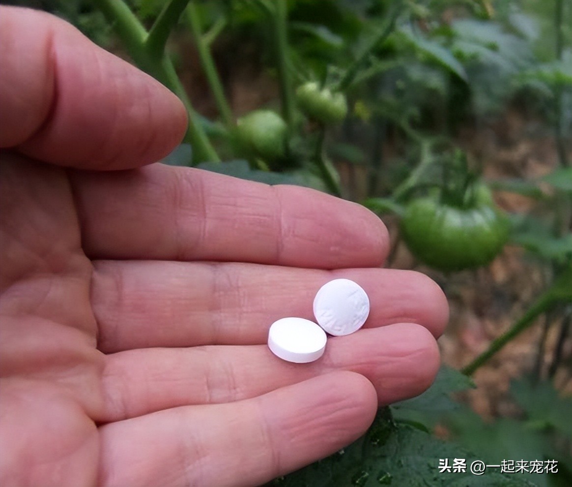 4 kinds of small pills commonly used at home, used to keep flowers ...