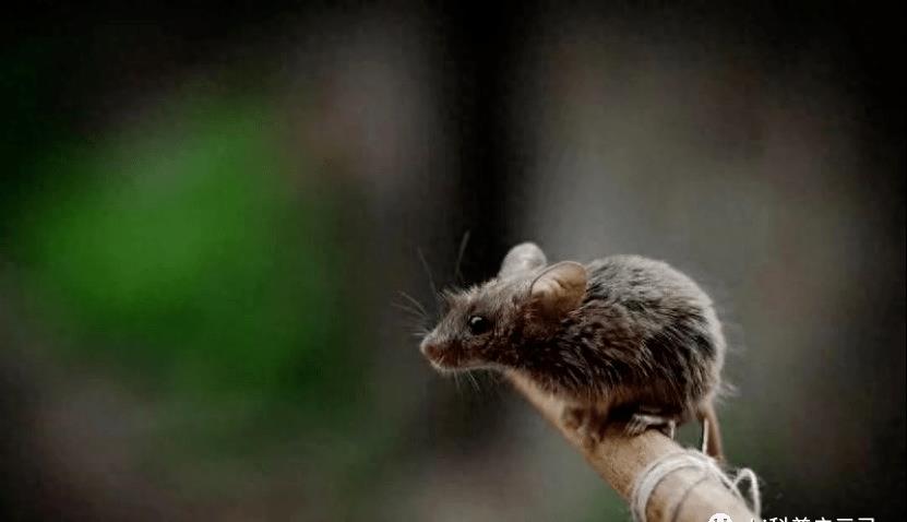 The mystery of the disappearing rats: Why has their retreat attracted ...