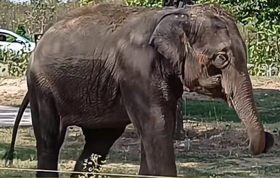 Relay to save Molly the baby elephant - iNEWS