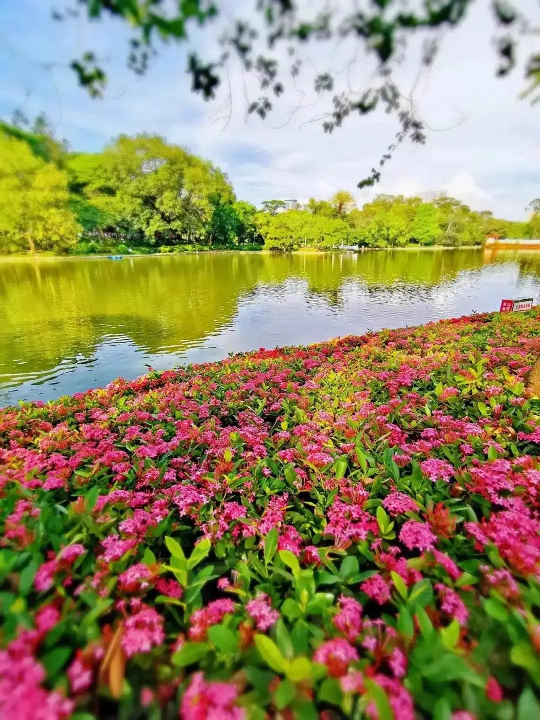 dragon boat flower - iMedia