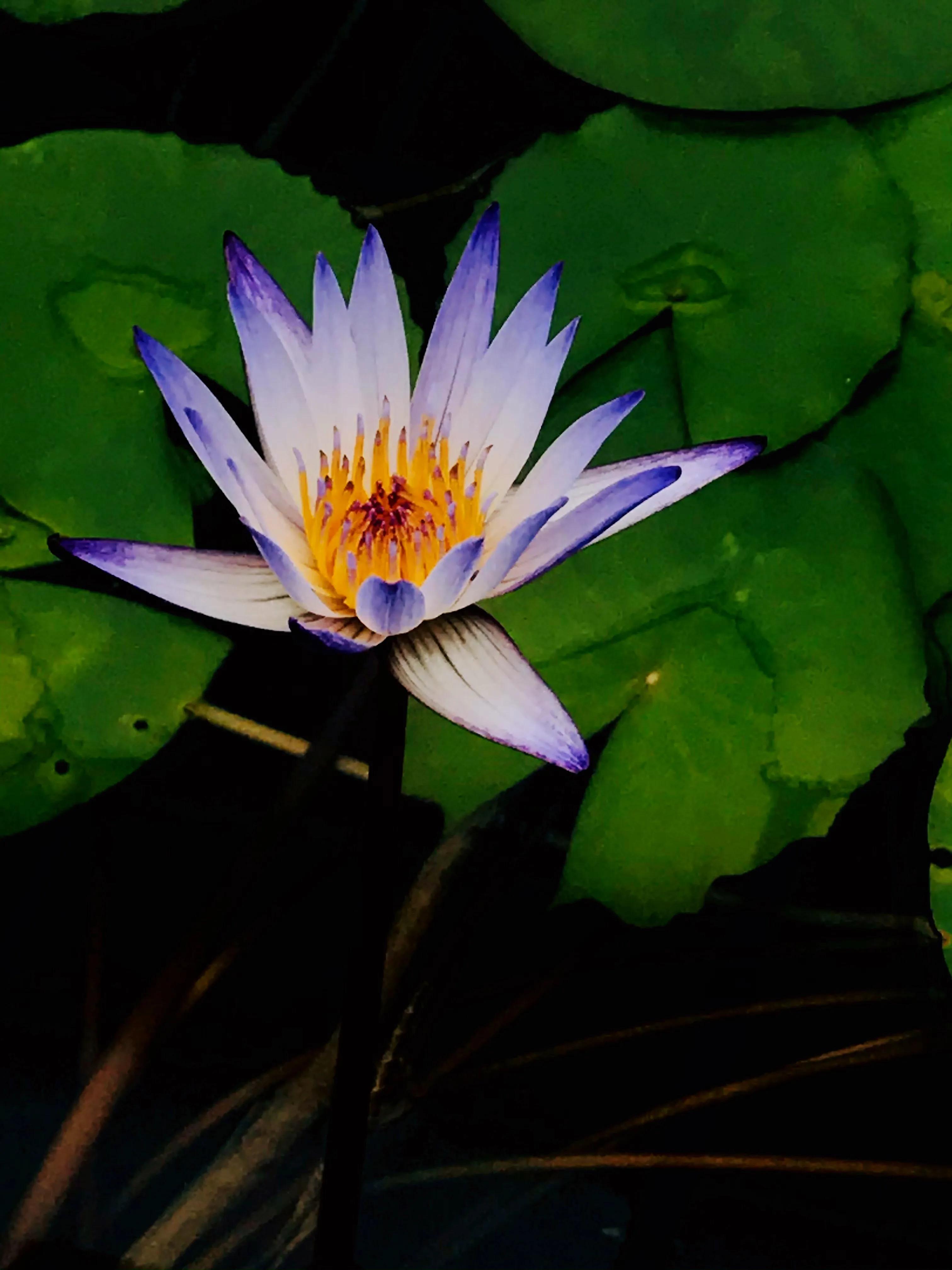 Pure and Holy--Chinese Water Lily - iNEWS