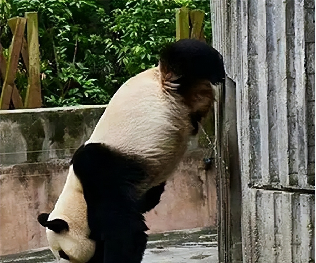 Fun fact - did you know that giant pandas pee upside down? - iNEWS