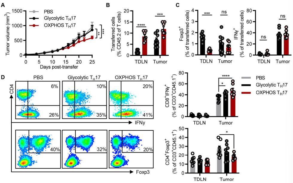 Promote the apoptosis resistance of T cells and improve the anti-cancer ...