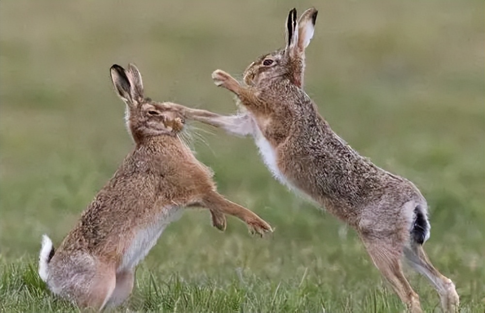 Invasive species - the result of rabbit invasions in Australia - iMedia