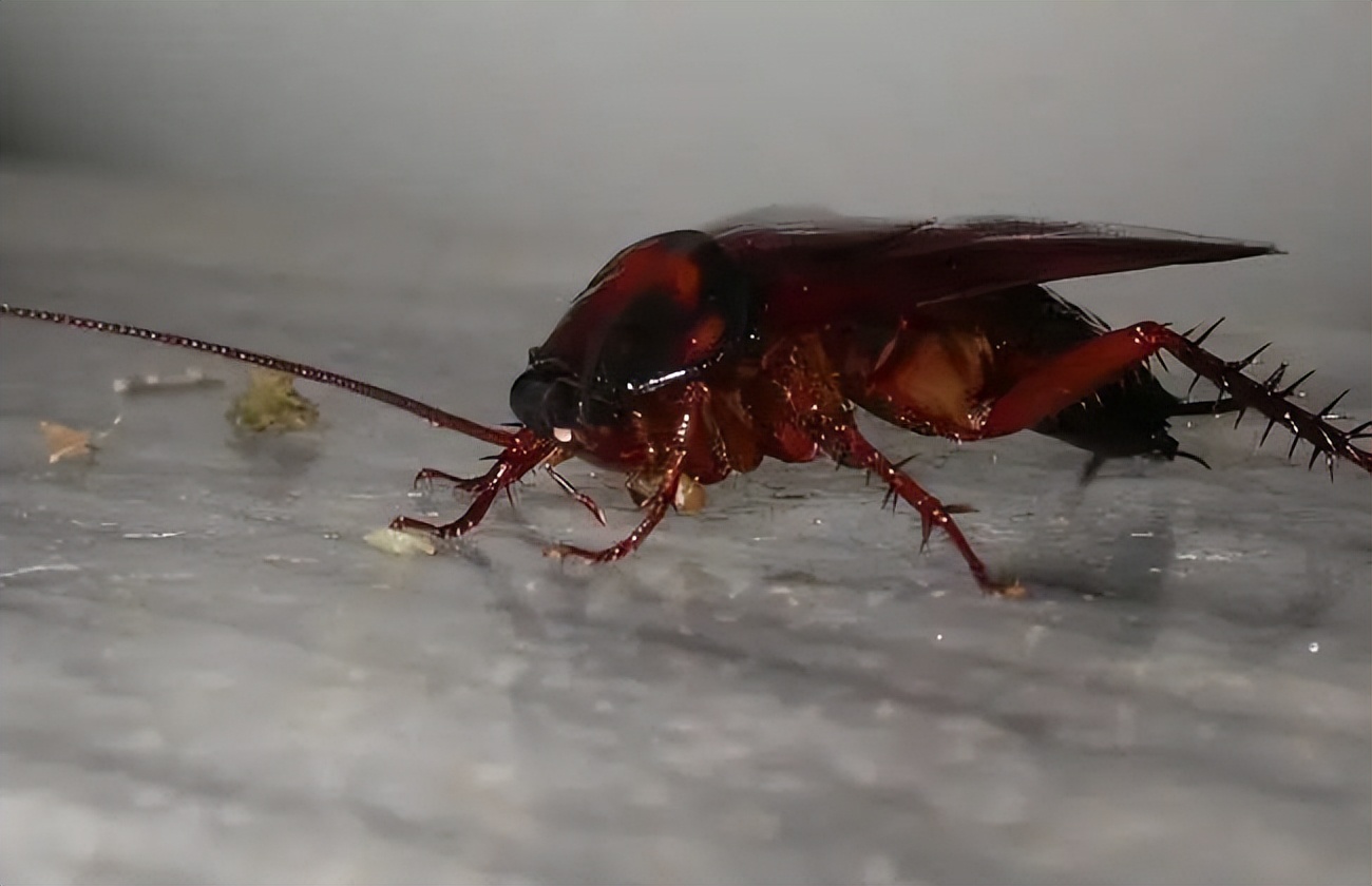 How to kill cockroaches, why are cockroaches difficult to kill, 5 ...