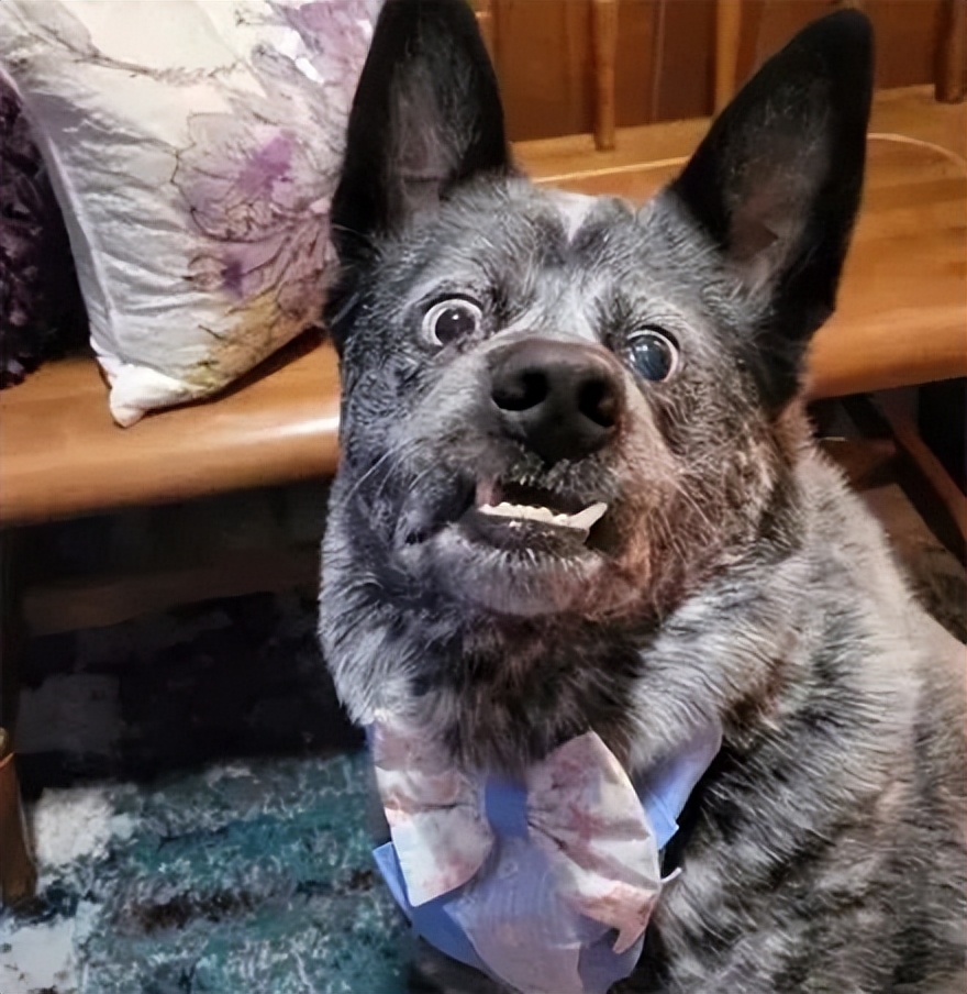 The man posted a husky mixed-race dog, and netizens burst into laughter ...