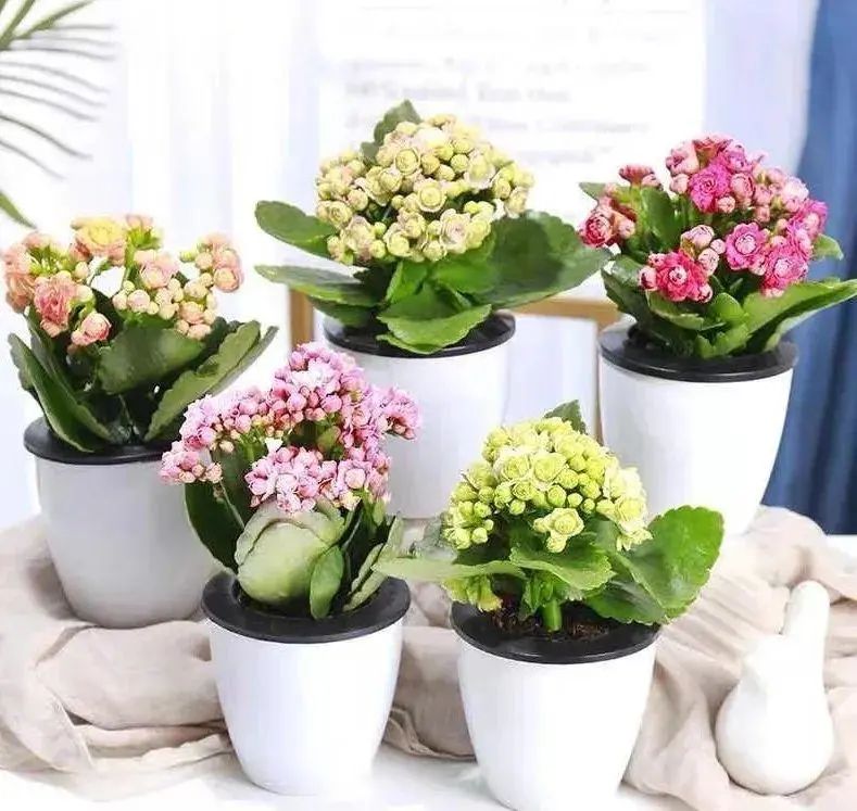 Longevity flower grows buds, without these 3 things, it will still not ...