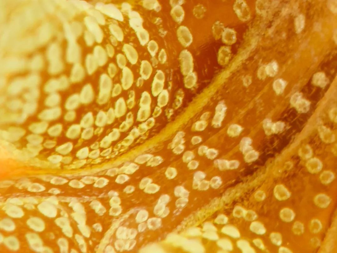 Macro photography: a fantastic and beautiful underwater world under 100 ...