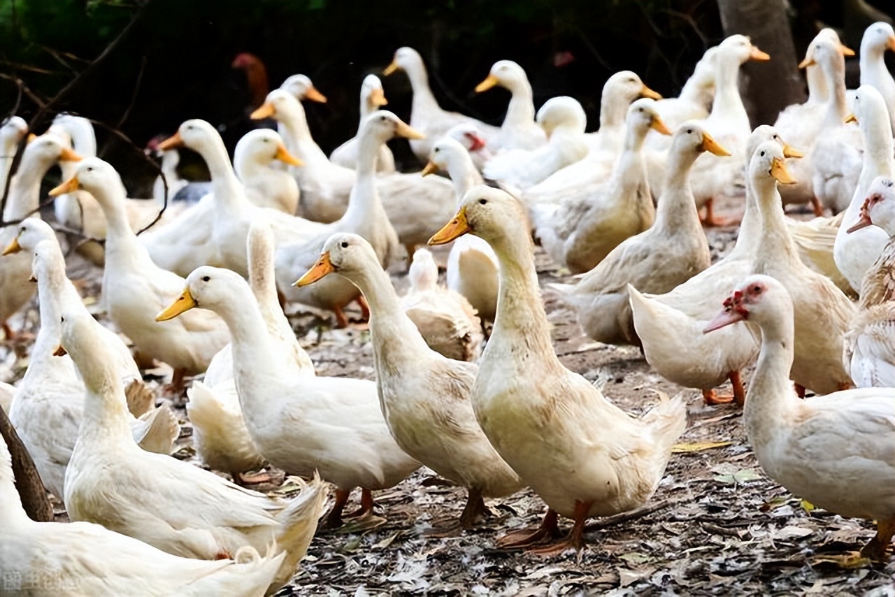 What does it mean when a duck drops an egg? Why do ducks drop eggs ...