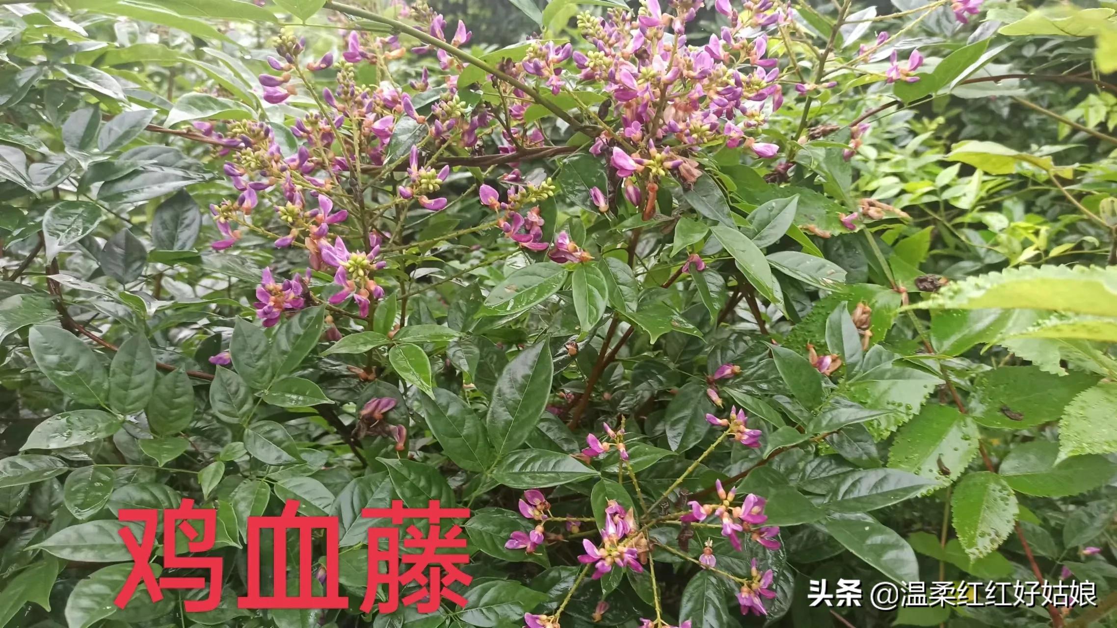 Chicken blood vine was found in Hunan, let's see where it was found ...