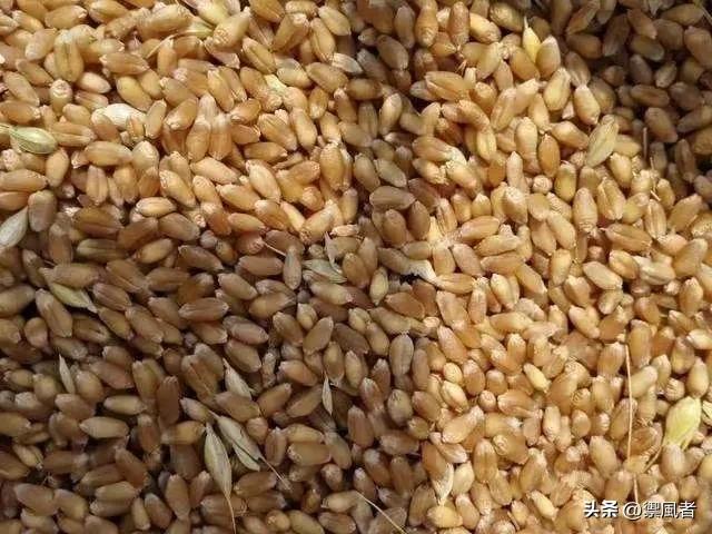 Baking raw materials ---- flour - iNEWS
