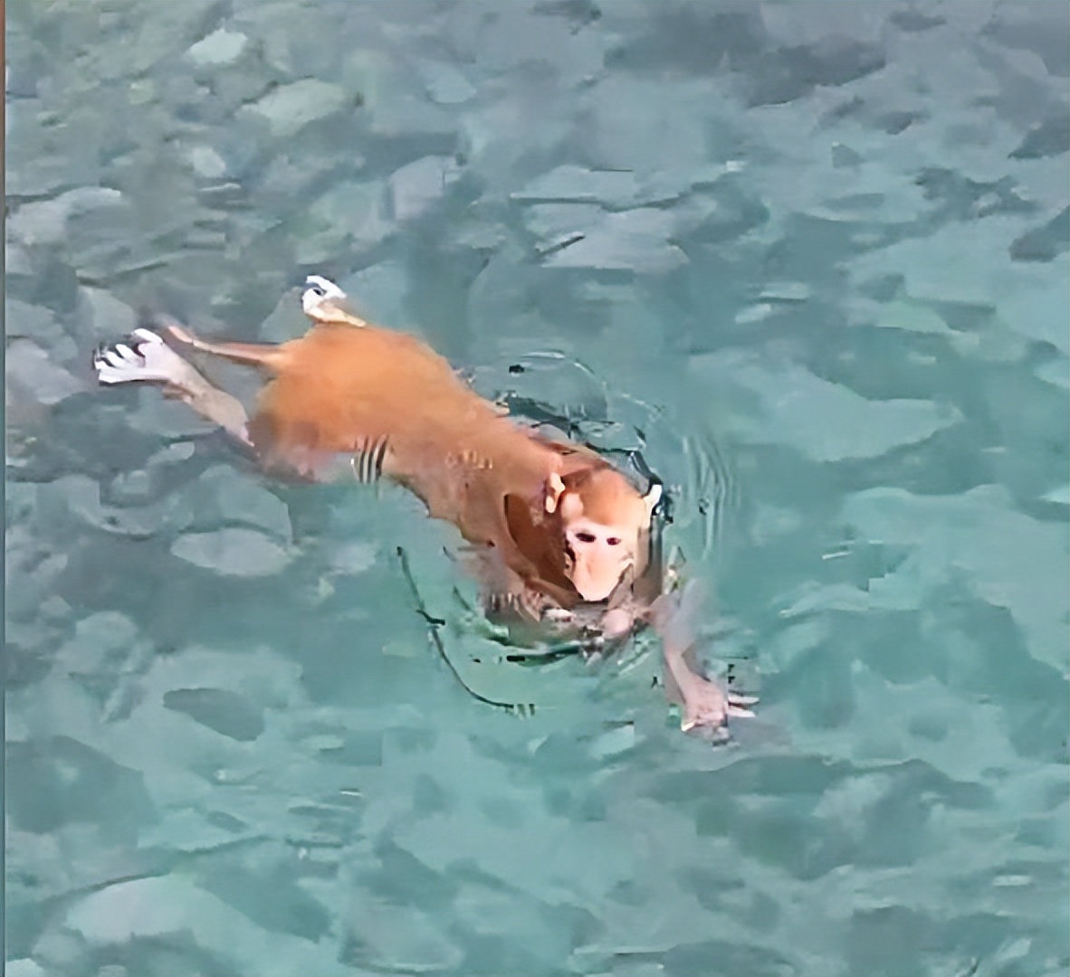 Sanya man photographed monkey diving and catching fish in the sea, and ...
