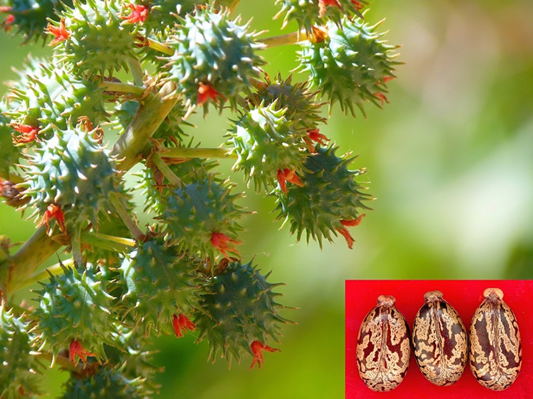 The 9 most poisonous substances known to human beings, 1 gram can kill ...