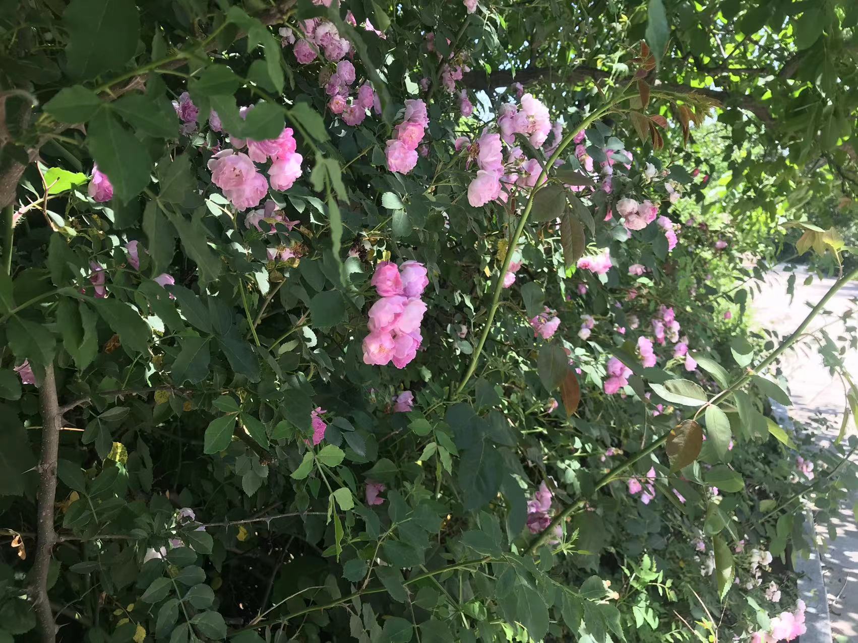 Yantai Cishan Tour - iMedia