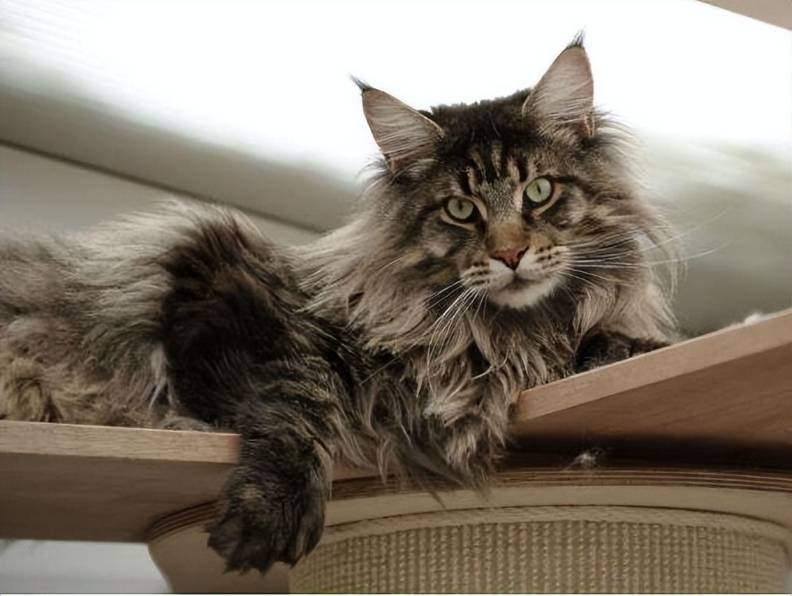 A friend gave me a "Main Coon cat", and after raising it for 3 months ...