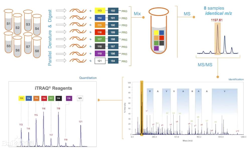 Tag-based protein quantification techniques - iTRAQ, TMT - iNEWS