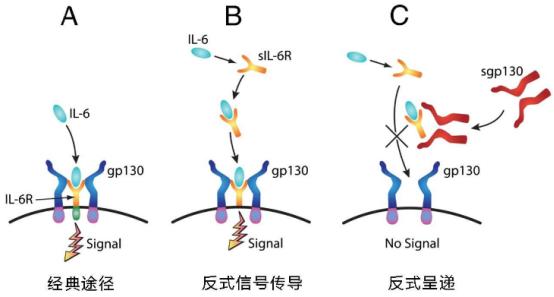 Inflammation Marker Interleukin 6 - Introduction to IL-6 - iNEWS