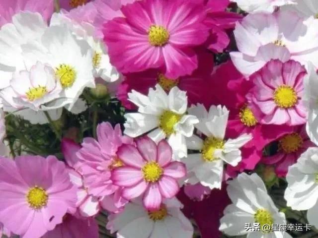 Strategizing, the three constellations who are best at strategy, step ...