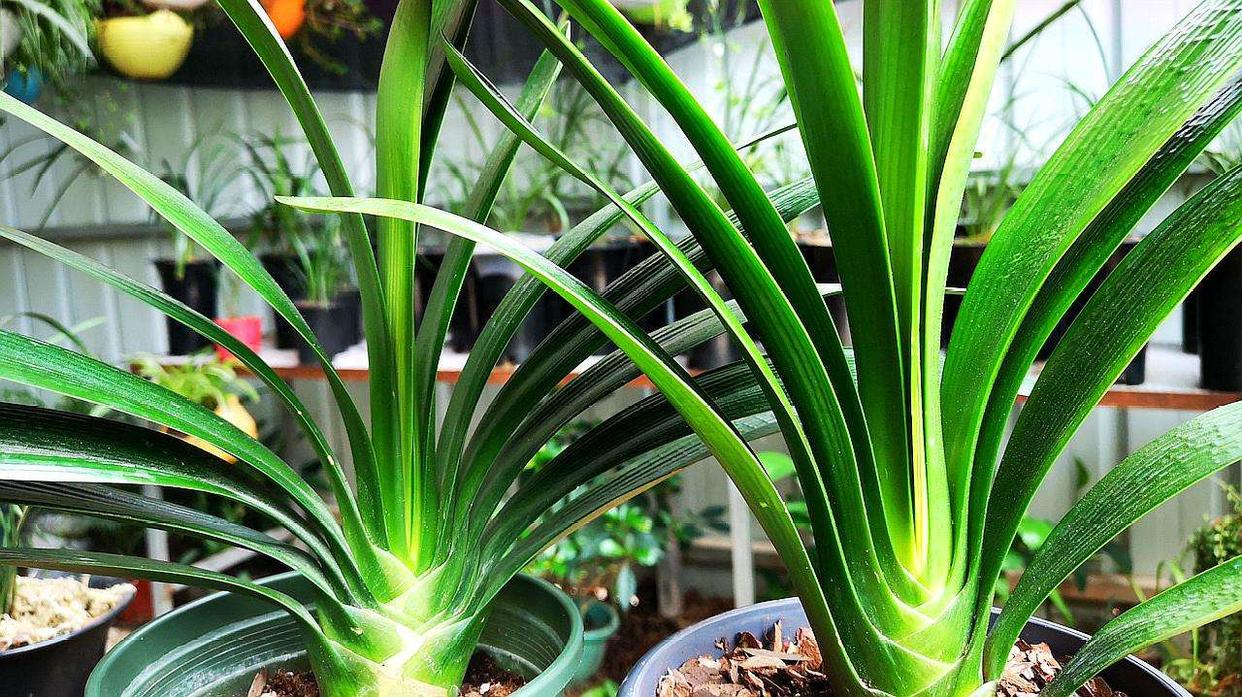 When it's cold, these flowers need to be "dry", less care is more ...