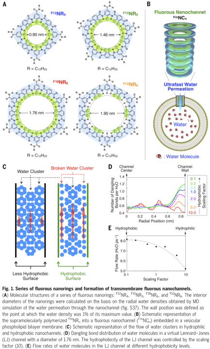 Ultrafast permeation of water through nanochannels with dense fluoride ...
