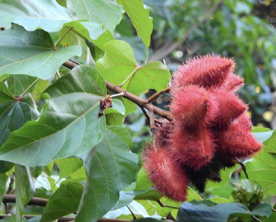 Natural pigment tree species-annatto - iNEWS