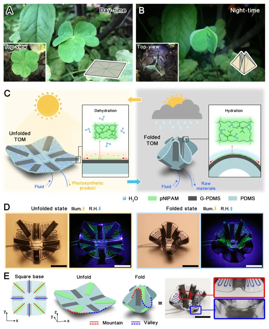 HKU team creates a stimuli-responsive deformable microfluidic system ...