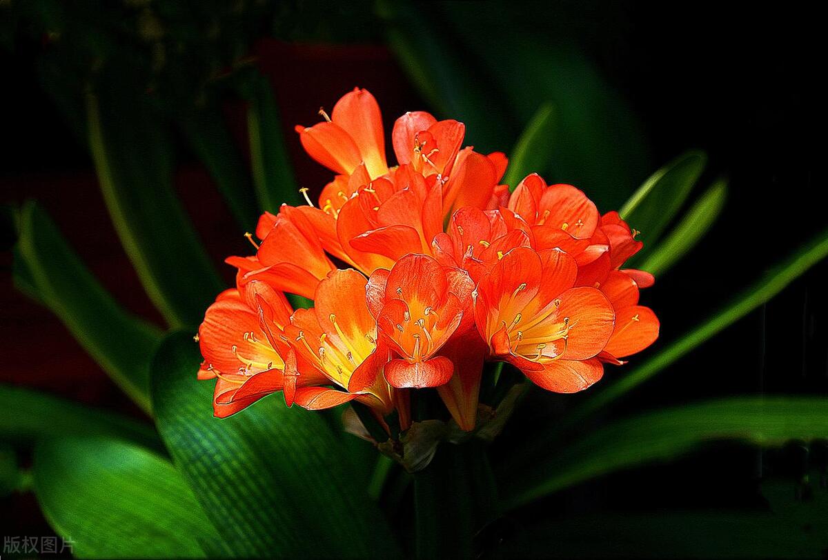 Tips for Repotting Clivia - iNEWS