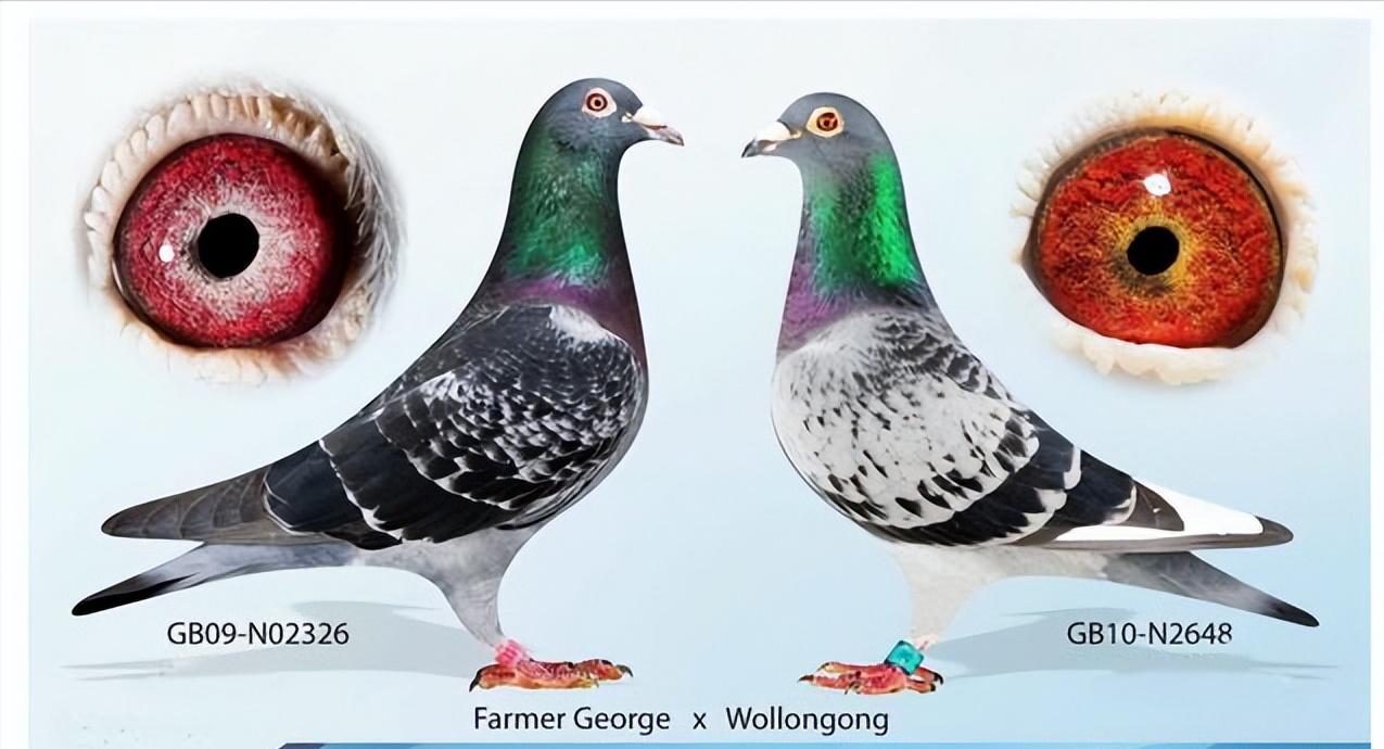 This is the pigeon master!The Coopers of the United Kingdom have ...
