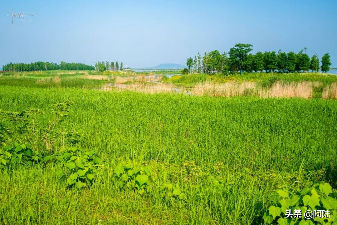 The wild bayberry beside North Taihu Avenue is red, can tourists pick ...
