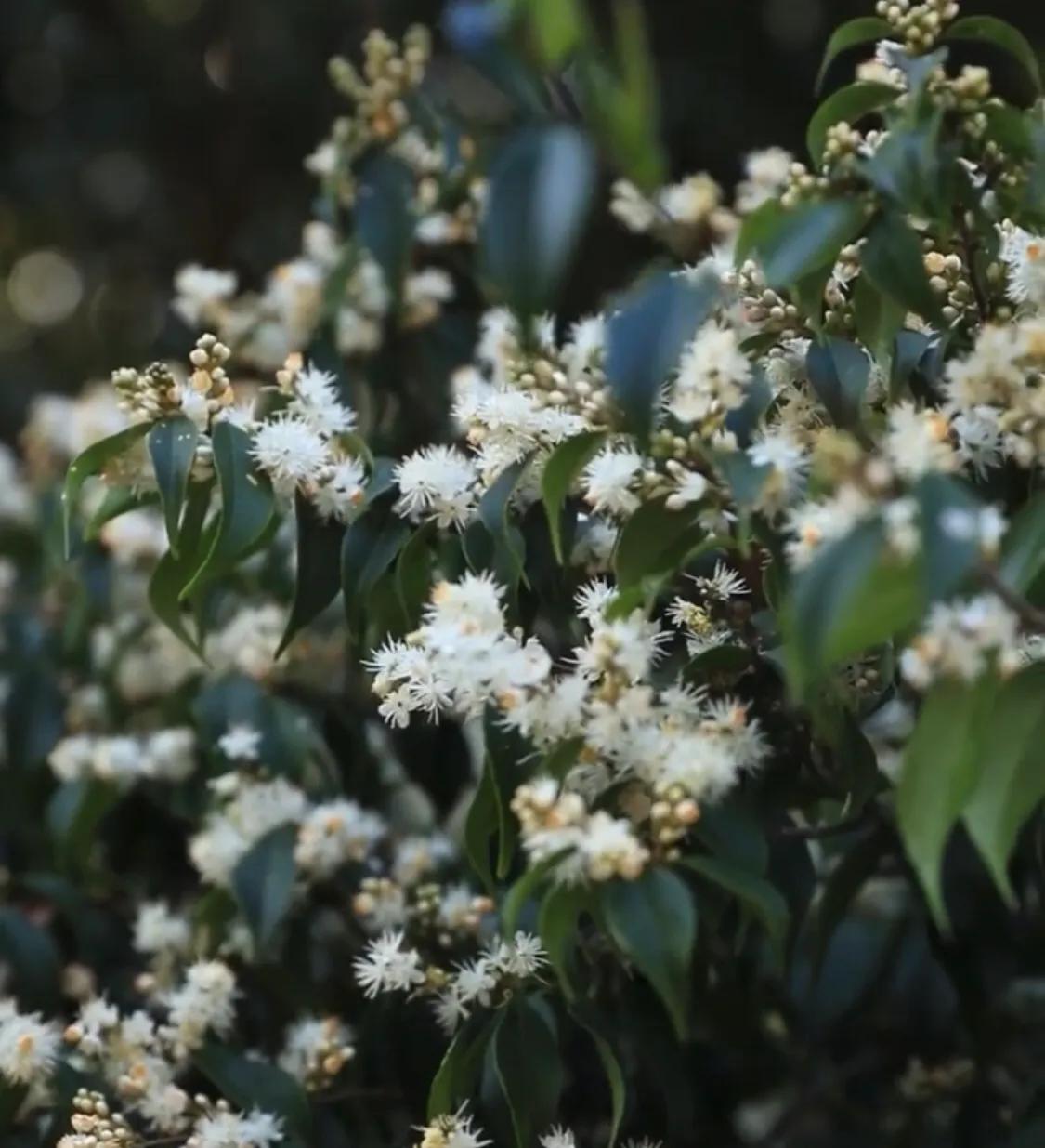 Shan Fan, have you seen it often? - iNEWS