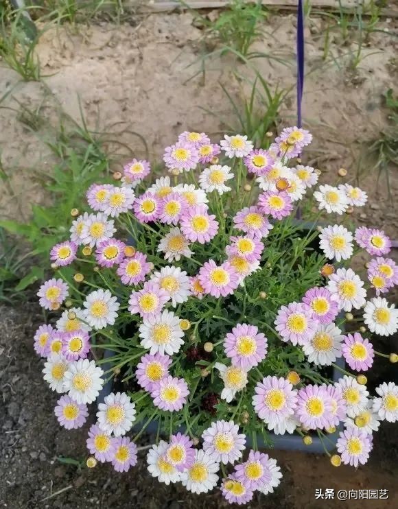 After Margaret blooms, it must be topped and pruned to remove the ...