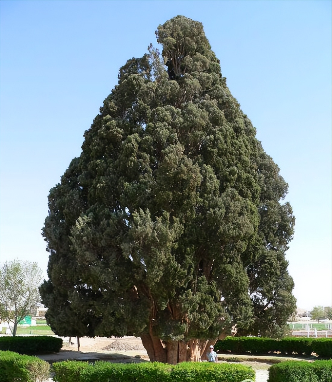The world's top ten longest-lived ancient trees, the oldest tree is ...